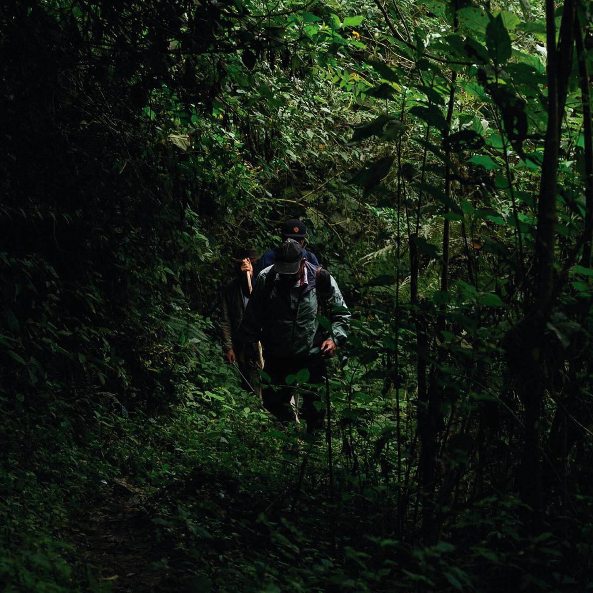 BUNA: Café rico para conservar ecosistemas mexicanos – Smart Food