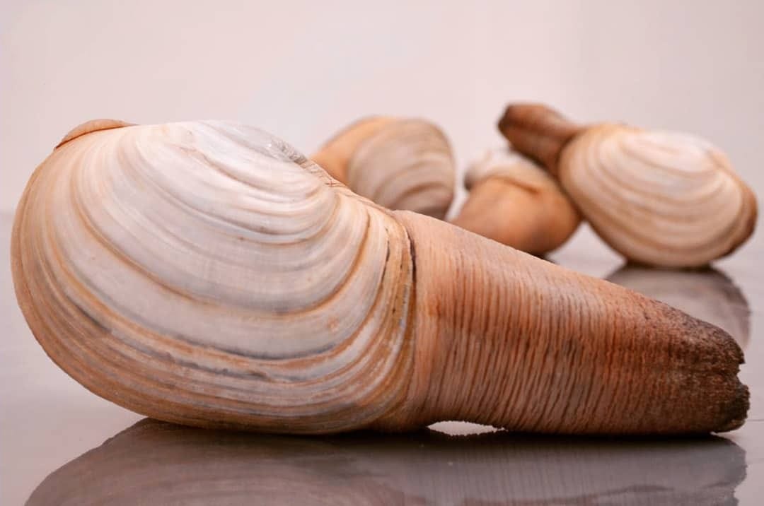 Carne de almeja generosa - 500 g – Smart Food